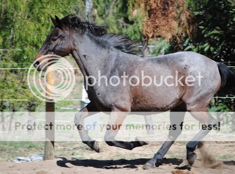 Pinto/Roan/Dilute Standardbreds? | Stockyard Horse Forums