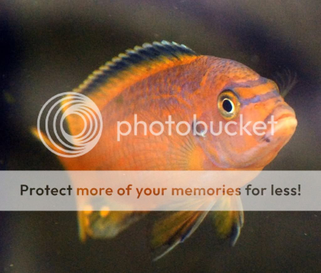 Metriaclima msobo Female Vs Metriaclima lombardoi Male | Cichlid Fish Forum